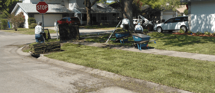 Important Update for New Sod Installations | I Love Turf